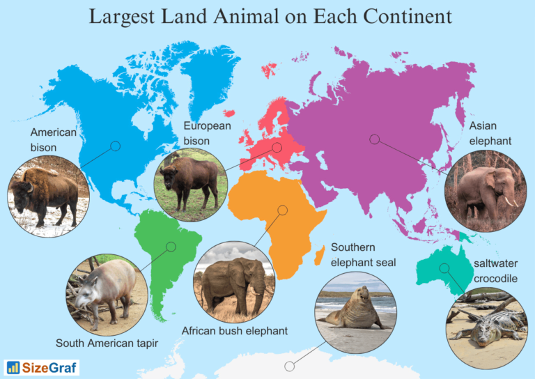 The Largest Land Animal on Each Continent | Size Graf
