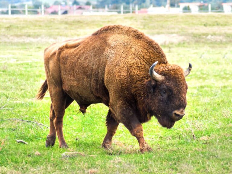 The Largest Land Animal on Each Continent | Size Graf
