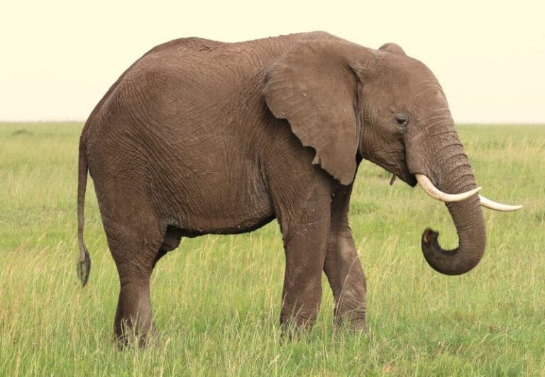 The Largest Land Animal on Each Continent | Size Graf