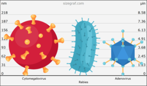 Virus Size Comparison Tool | Size Graf